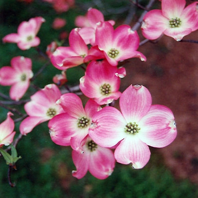 Red Flowering Dogwood Tree