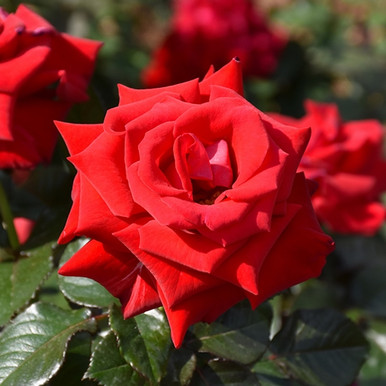 Drop Dead Red Floribunda Rose