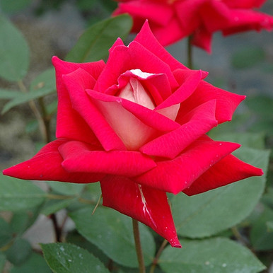 Love Grandiflora Rose