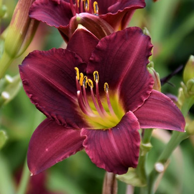 Ruby Stella Daylily
