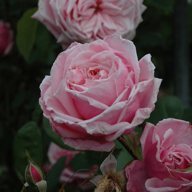 Blossomtime Climbing Rose