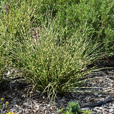 Bandwidth Maiden Grass