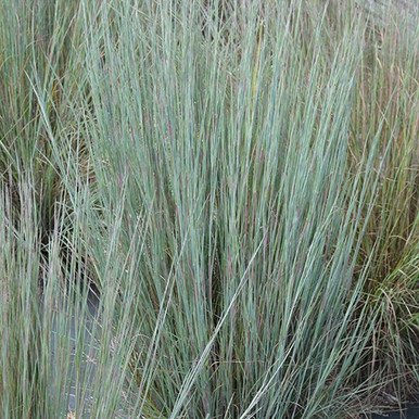 Prairie Blues Little Bluestem Ornamental Grass