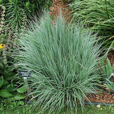 The Blues Little Bluestem Ornamental Grass