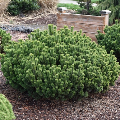 Slowmound Dwarf Mugo Pine