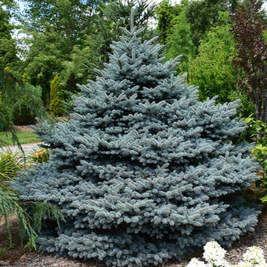 Montgomery Dwarf Blue Spruce