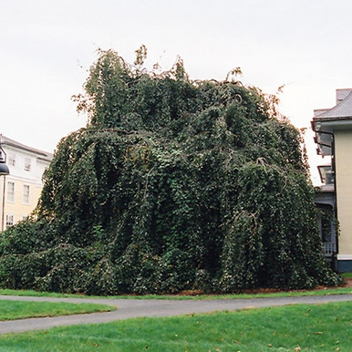 Weeping Purple Beech