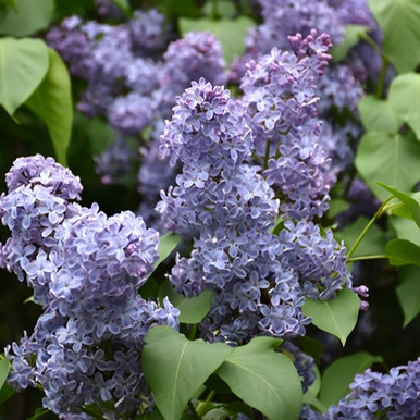 Wedgewood Blue French Hybrid Lilac