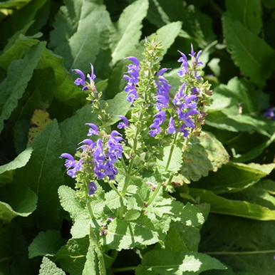Tidal Pool Meadow Sage Salvia