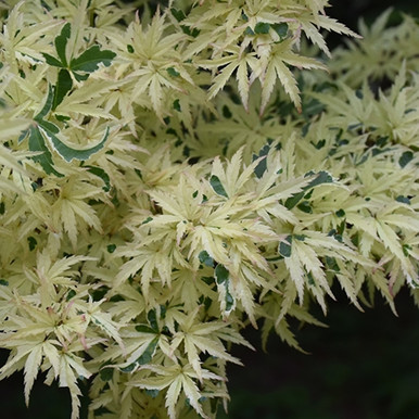 Butterfly Variegated Japanese Maple