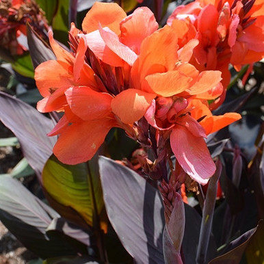 Cannova Bronze Orange Canna