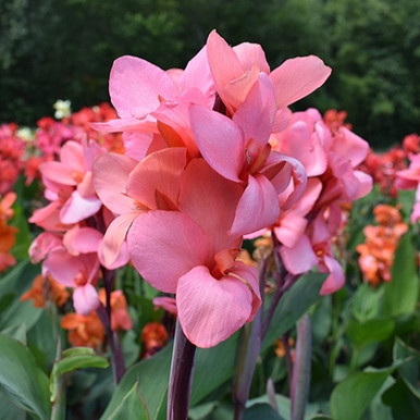 Cannova Mango Canna