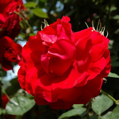 Ramblin Red Climbing Rose
