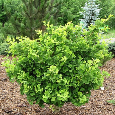 Mariken Dwarf Ginkgo Standart Tree