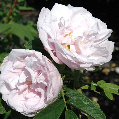 Snow Pavement Rose