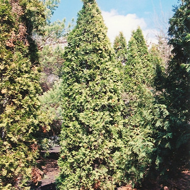 Pyramidal Cedar