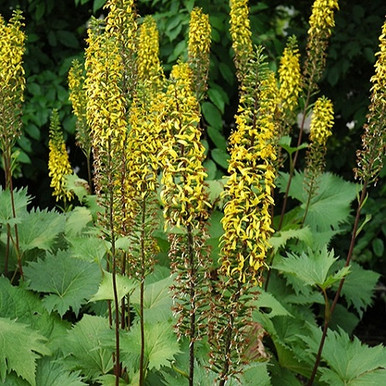 The Rocket Ligularia