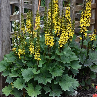 Little Rocket Ligularia