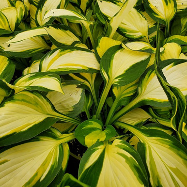 Color Festival Hosta
