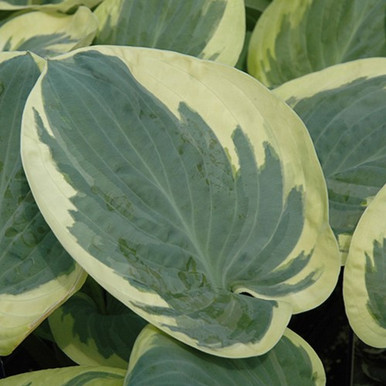 Snow Cap Hosta