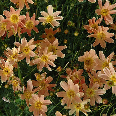 Sienna Sunset Coreopsis