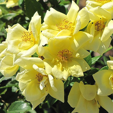 Flower Carpet Yellow Rose