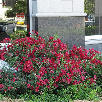 Flower Carpet Red Rose