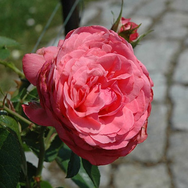 Rosanna Kordana Climbing Rose