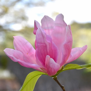 Daybreak Magnolia Tree