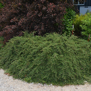 Little Dipper Cotoneaster