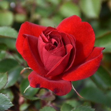 Canadian Shield Rose