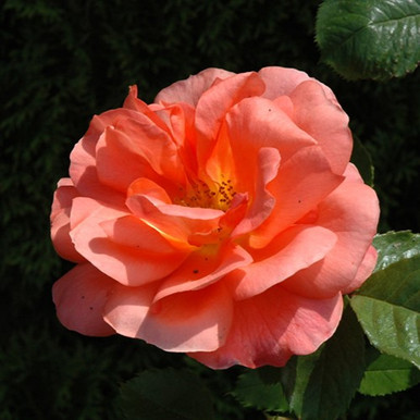 Above All Climbing Rose