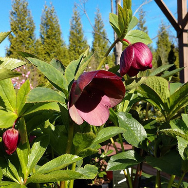 Helleborus Rome In Red Hellebore