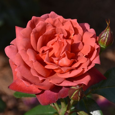 Hot Cocoa Floribunda Rose
