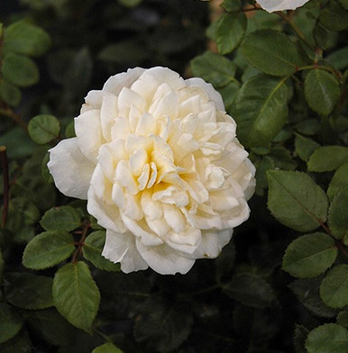 Tranquillity David Austin Rose