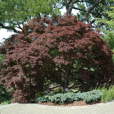 Burgundy Lace Japanese Maple
