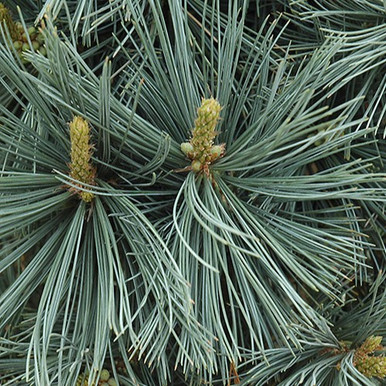 Extra Blue Limber Pine