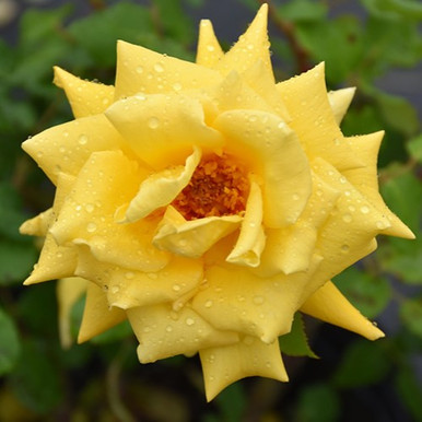 Royal Gold Climbing Rose
