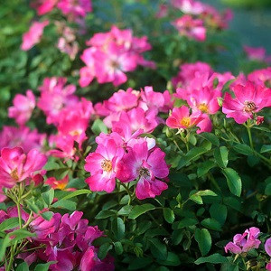Pink Drift Rose Std Tree