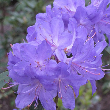 Blue Baron Rhododendron