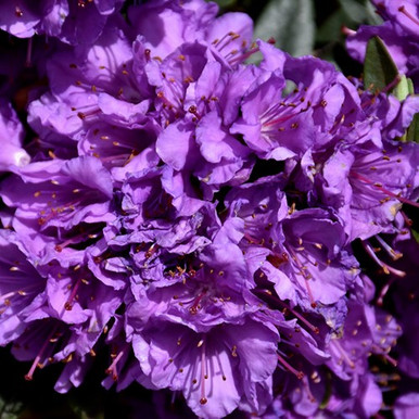 Purple Gem Rhododendron