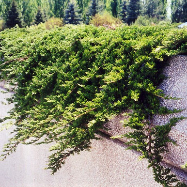 Prince of Wales Juniper