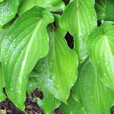 Invincible Hosta