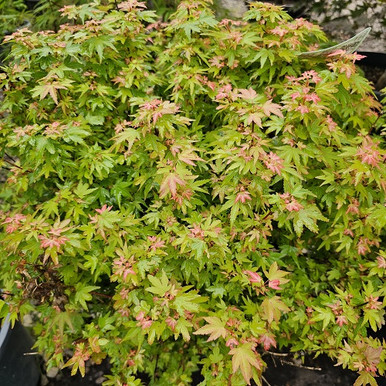 Koto Maru Japanese Maple
