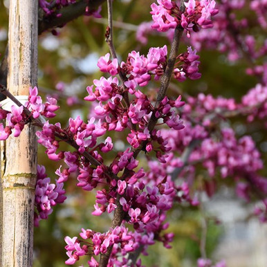 Midnight Express Redbud