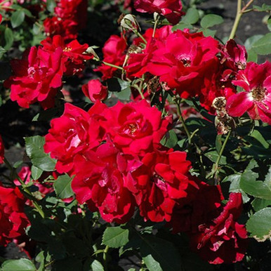 Champlain Rose