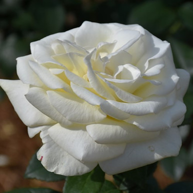 Sugar Moon Hybrid Tea Rose