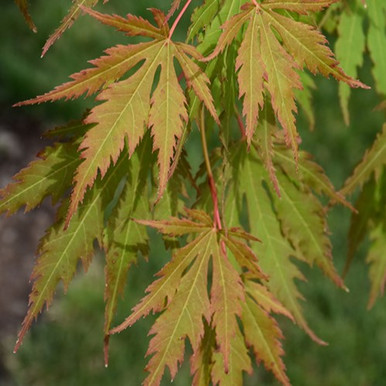 North Wind Japanese Maple