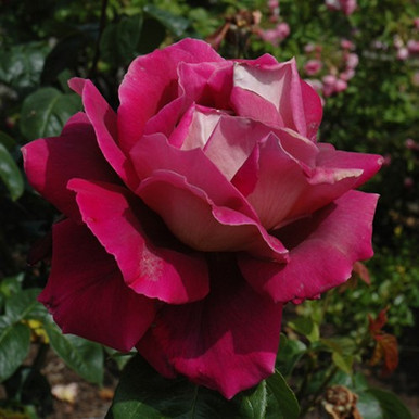 Flaming Peace Hybrid Tea Rose
