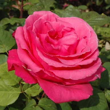 Electron Hybrid Tea Rose